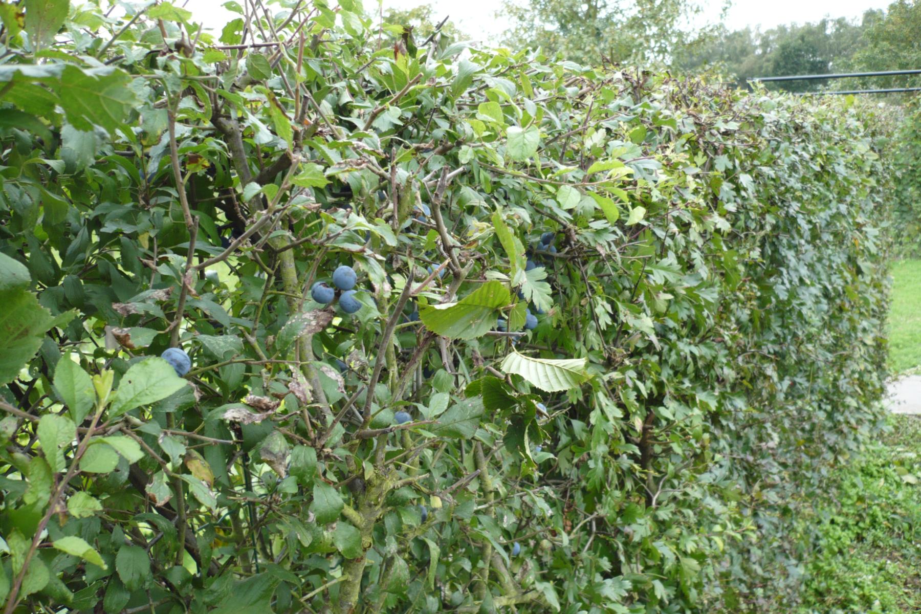 Ga voor een gemengde haag | Intercommunale van de Ontwikkeling van de ...